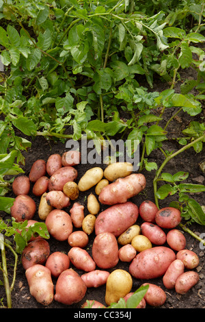 Organically grown potatoes. Scientific name: Solanum tuberosum Stock ...