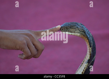 A deadly king cobra snake head appears out of a log just above brown ...