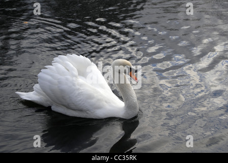 Graceful white swan swim in the pond in city park. The mute swan ...