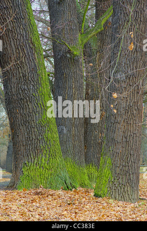 Old oak trees trunks Quercus robur Stock Photo - Alamy