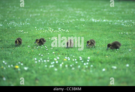 Mallard ducklings, Bruges, Belgium Stock Photo - Alamy