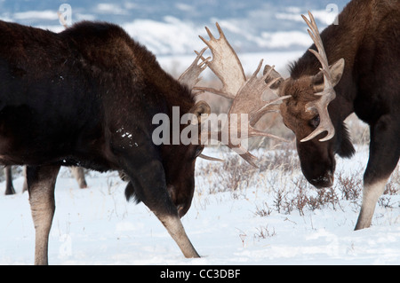 Stock photo of two bull moose fighting Stock Photo - Alamy