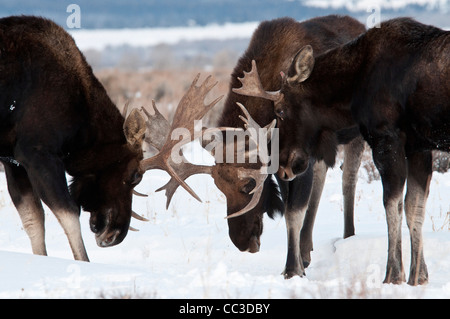 Stock photo of two bull moose fighting Stock Photo - Alamy