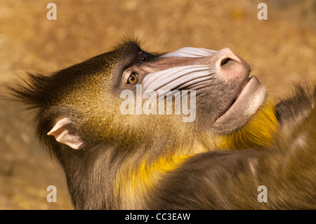A single Mandrill Stock Photo - Alamy