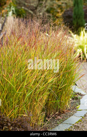 Switchgrass / tall panic grass / blackbent / tall prairiegrass (Panicum ...