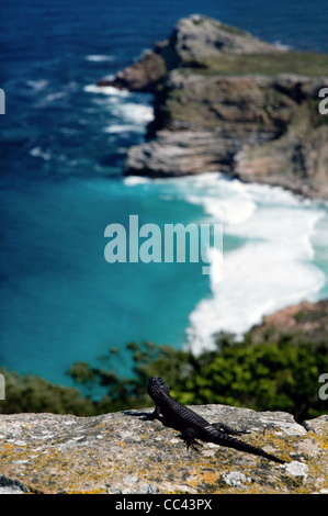 Black (Cape) Girdled Lizard Cordylus niger In Cape Peninsula National ...