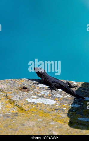 Black girdled lizard (Cordylus niger), an endemic species of the Cape ...