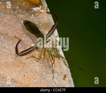 Close up Coreid bug on plant tree on nature green background / Squash ...
