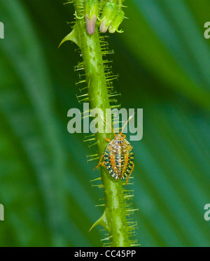 Stink Bug (Pentatomidae) nymph, portrait, a true bug of the Heteroptera ...