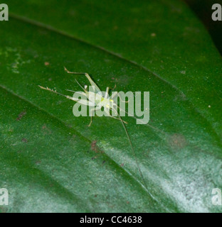 A vertical shot of a cricket bug sitting on a green plant leaf in the ...
