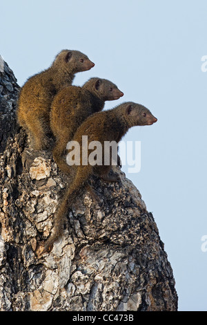 Common dwarf mongoose in Kruger National park, South Africa ; Specie ...
