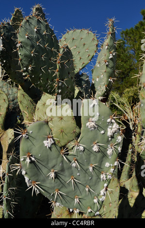 Cochineal bug on flat leaf Nopal cactus, Palm Springs, California, USA ...
