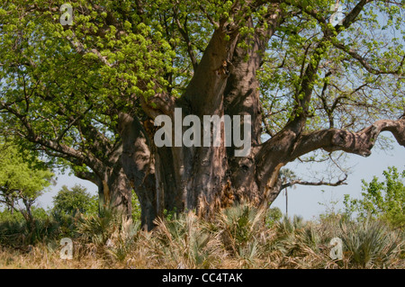 Africa Botswana Tuba Tree-Baobab Tree (Baobab Adansonia Stock Photo - Alamy