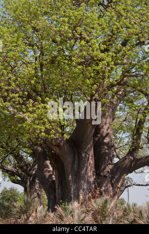 Africa Botswana Tuba Tree-Baobab Tree (Baobab Adansonia Stock Photo - Alamy