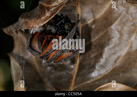Dead spider curled up Stock Photo - Alamy