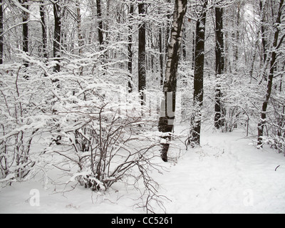 Bitsevski Park (Bitsa Park) in winter after a heavy snowfall. Moscow ...