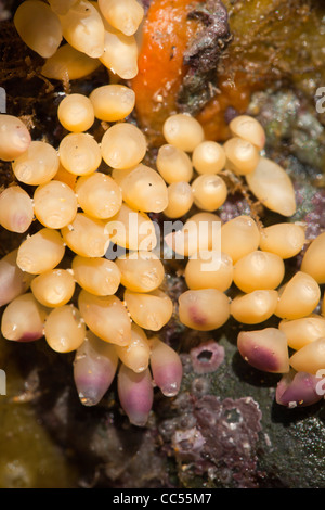 Dog Whelk, Nucella lapillus, Cornwall, Uk Stock Photo - Alamy
