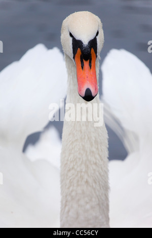 Mute swan (Cygnus olor Stock Photo - Alamy