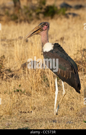 Marabou stork walking Stock Photo - Alamy
