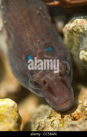 Lepadogaster lepadogaster, Clingfish/Cornish Sucker Stock Photo - Alamy