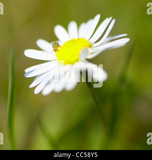 Macro photography of a daisy Stock Photo - Alamy