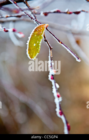 Ice-rimmed branch, Wuling Mountain, Beijing, China Stock Photo - Alamy