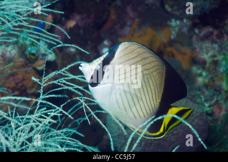 Indian vagabond butterflyfish (Chaetodon decussatus) with black coral ...