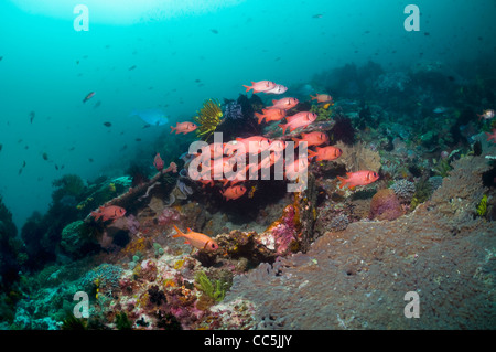 Bigscale soldierfish (Myripristis berndti) on a reef. Photographed off ...