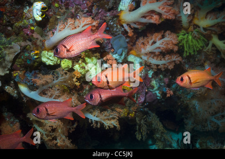 Bigscale soldierfish (Myripristis berndti) on a reef. Photographed off ...