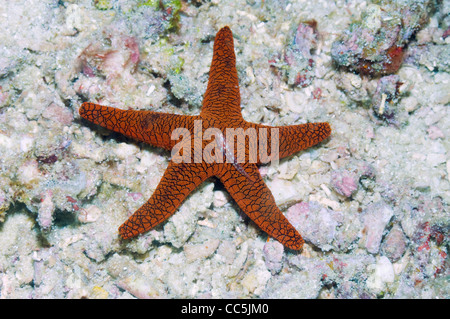 Orange Indian starfish (Fromia indica) with distinctive pattern on a ...