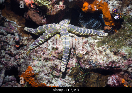 Warty starfish (Echinaster callosus) on coral reef. Misool, Raja Ampat ...