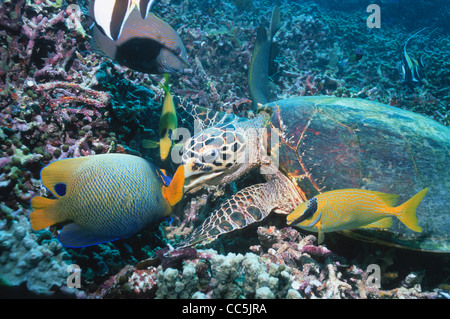 Hawksbill turtle (Eretmochelys imbricata) feeding on coft coral. This ...