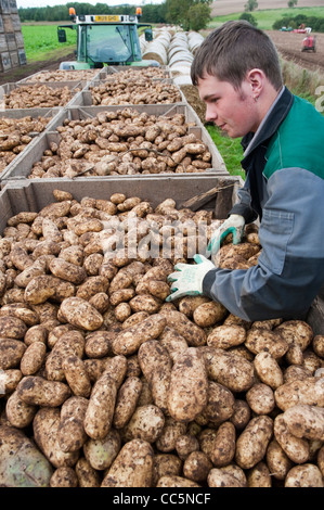 farmer checking quality potato crop, plant health green potato tops ...