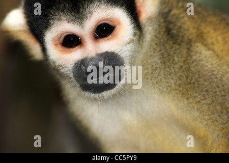 The inquisitive face of a Squirrel Monkey climbing through the middle ...
