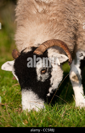 Swaledale ewe grazing in upland pasture Stock Photo - Alamy