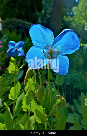 the poppy flower Stock Photo - Alamy