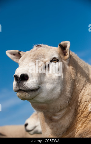texel ram sheep Stock Photo - Alamy
