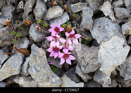 Arctic, Svalbard. Purple Saxifrage (Saxifraga oppositifolia) on tundra ...