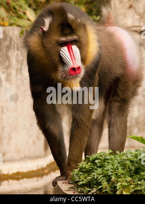 Mandrill, Wild Animal Zoo, Shenzhen, Guangdong , China Stock Photo - Alamy