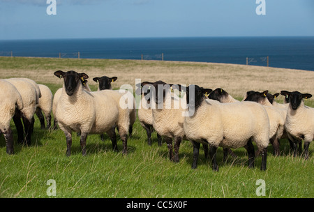 Flock of suffolk crossbred sheep on coastal pasture land Stock Photo ...
