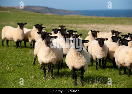 Flock of suffolk crossbred sheep on coastal pasture land Stock Photo ...