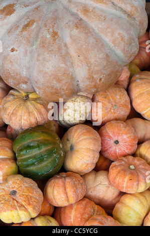 Various types of pumpkin (Cucurbita Stock Photo - Alamy