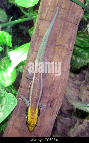 The Madagascar day gecko, known for its vibrant green color and ...