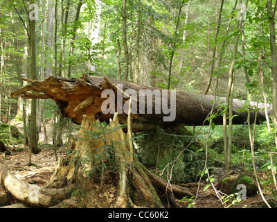 rotten, old, big tree in the wood / morscher, alter, großer Baum im ...