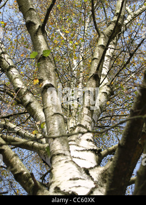 Autumnally coloured birch trees (Betula pendula), Lake Lagarfljót, near ...