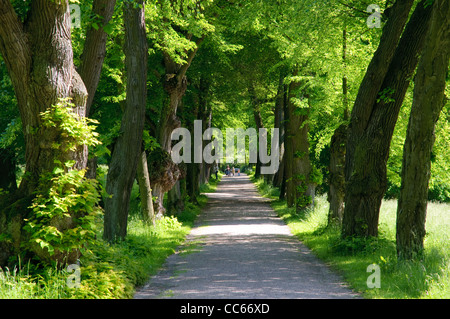 Germany, Weimar, avenue, park, Thuringia, trees, broad-leaved trees ...