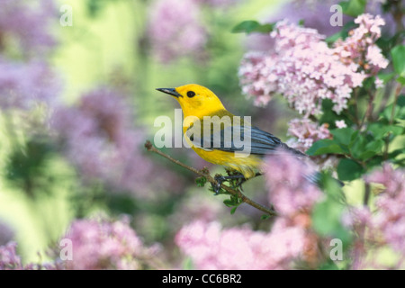 Prothonotary Warbler perched in Purple Lilac Flowers Stock Photo - Alamy