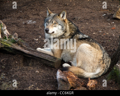 Grey Wolf Sitting Stock Photo - Alamy