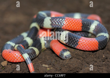 South American Coral Snake, Micrurus lemniscatus, Iquitos, Peru, curled ...