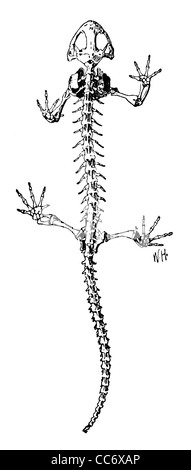 Fire Salamander: skeleton Stock Photo - Alamy